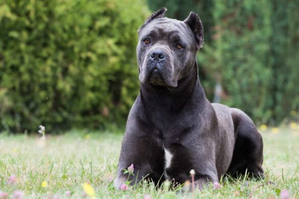 Beagle: Pies Ras, Opis Rasy i Charakterystyka