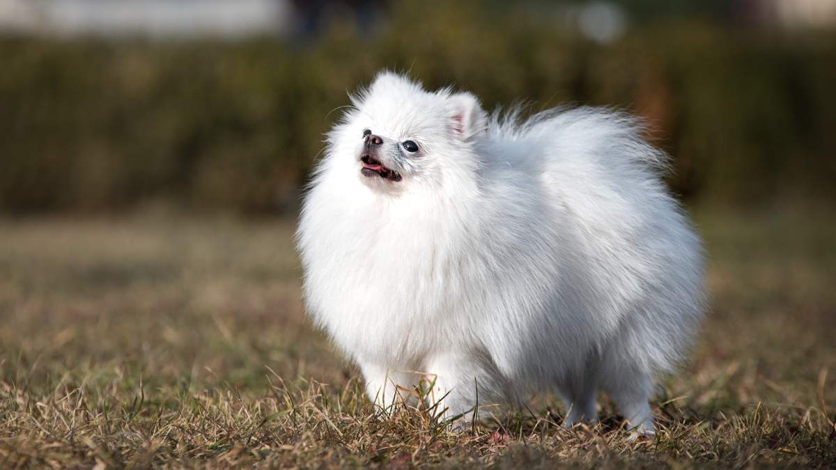 Pomeranian - mała puchata kuleczka