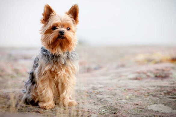 Beagle: Pies Ras, Opis Rasy i Charakterystyka