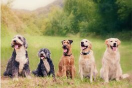 Beagle: Pies Ras, Opis Rasy i Charakterystyka