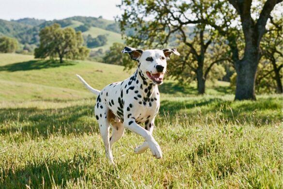 Beagle: Pies Ras, Opis Rasy i Charakterystyka